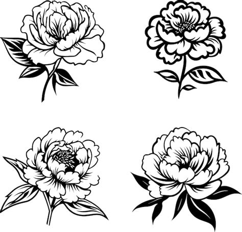 Ilustración En Blanco Y Negro De La Flor De La Peonía Vector Premium