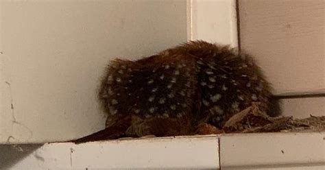 Name That Mysterious Brown Blob Album On Imgur