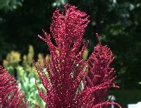 四季の山野草スギモリケイトウ