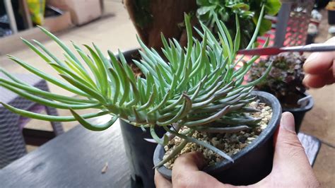 철화 커팅하는 방법 Youtube