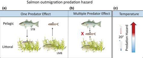 Conceptual Model Of A Water Temperature‐mediated Multiple Predator Download Scientific Diagram