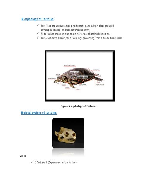 Morphology Of Tortoise Pdf Skull Reproductive System