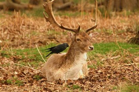 Beginners Guide 6 Useful Deer Hunting Tips Kalkal
