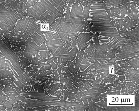 Bsem Micrograph Showing Convoluted α 2 γ Microstructure Of The Download Scientific Diagram