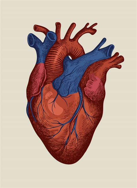 Ilustraciones Detalladas Y Coloreadas Del Corazón Humano Para El