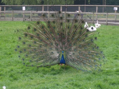 Explore Walton Hall And Gardens In Cheshire England