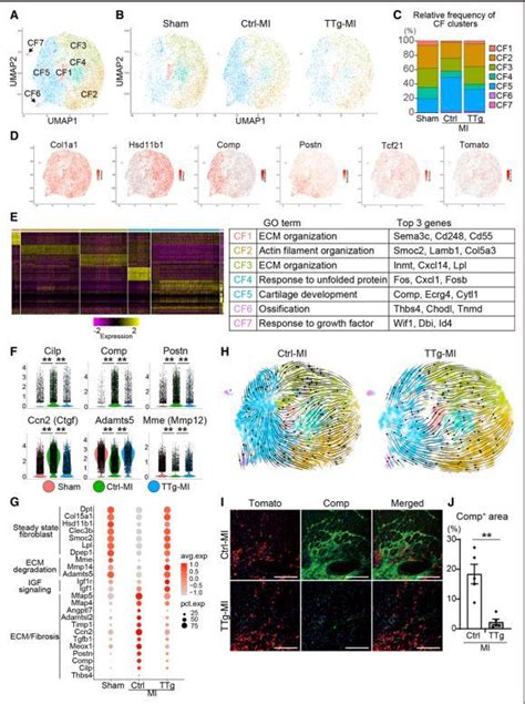 心肌梗死相关研究新进展 知乎