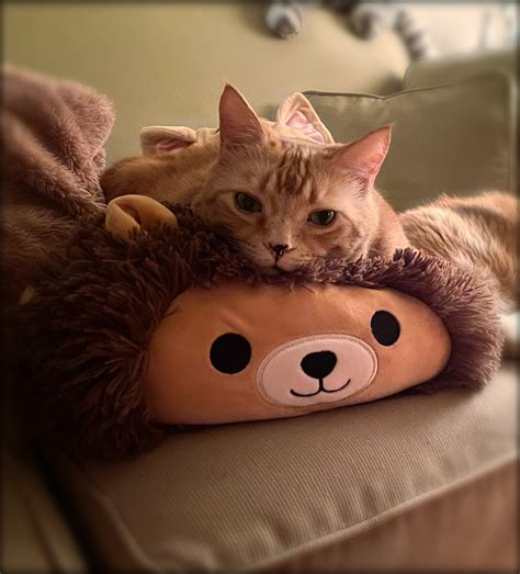 Uncategorized The Adventures Of Robin And Finchy