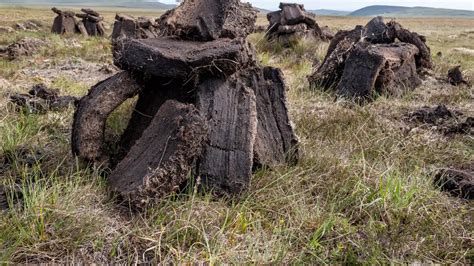 What Is Peat And Its Importance In Whisky Production Food And Recipes