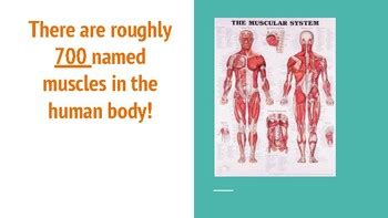 Muscular System Powerpoint For Dancers By DanceTeacher TPT