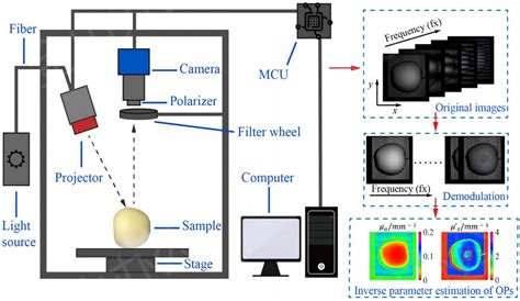 schematic illustration of the spatial frequency domain imaging system