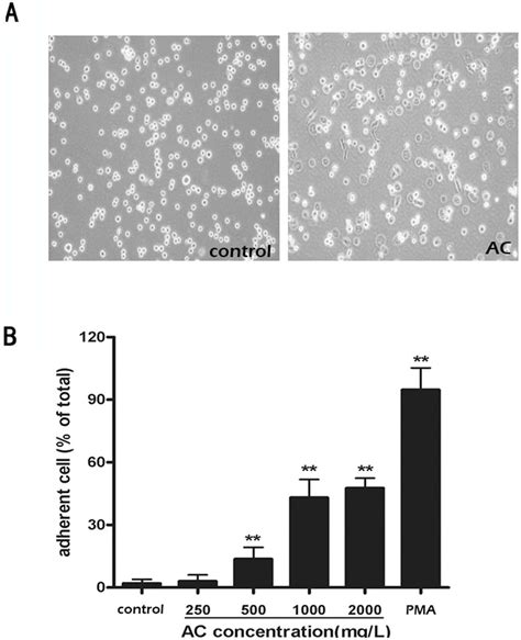 Ac Extract Induced Thp 1 Differentiation In A Dose Dependent Manner Download Scientific