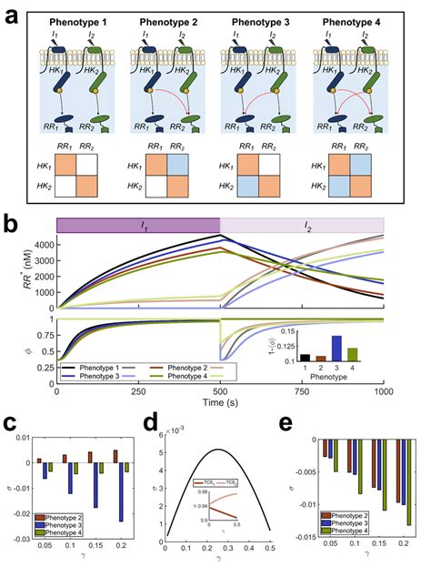Mathematical Model Of Tcs Signaling Predicts Advantages Of Crosstalk