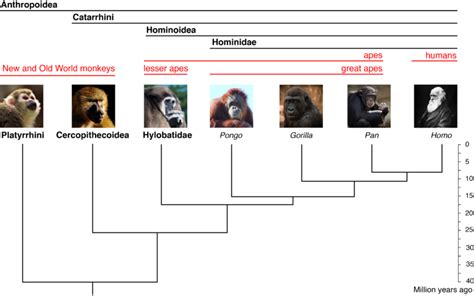 Are Humans Apes Sergio Almécija