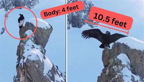 Awe Inspiring Andean Condors Giants Of The Sky With A 105 Feet