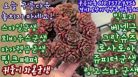 오늘 구름다육은 놓치지 마세요 귀둥이 와콤군생핑크페퍼블루에뜨금로사로아있어요 신상 다육이들 And 귀한 금다육이들 소개합니다 구름다육 01075724956