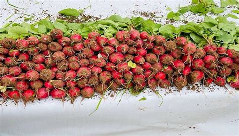 یەكەم وەجبەی توور بەشێوەی زانستی بەرهەم هێنرا