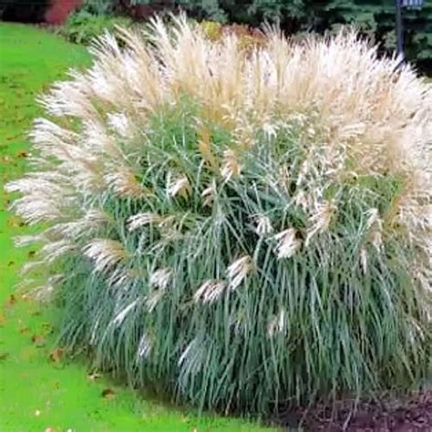 Plant Profile Archives Mastering The Art Of Landscaping Grass Seed