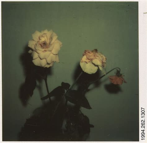 Walker Evans [dead Roses] The Metropolitan Museum Of Art