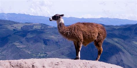 Le Lama Description Lieu De Vie Alimentation Reproduction Des Lamas