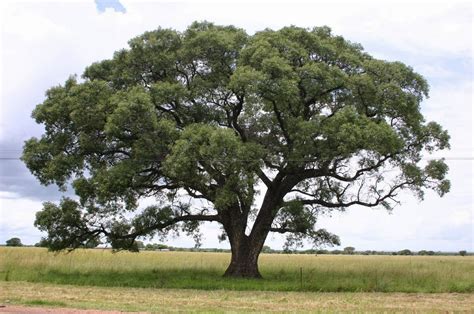 Blog De Tercero De Alfonso X El Sabio De Arcos De La Frontera U 5 Ciencias Naturales Las Plantas