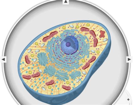 Unit Cell Structure List Flashcards Quizlet