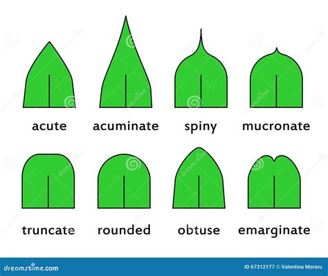 Leaf Tips Stock Vector Image