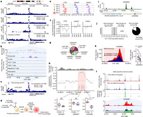 Ibd Breakthrough Ets2 Gene Regulator Kva The New Era Agency Posted