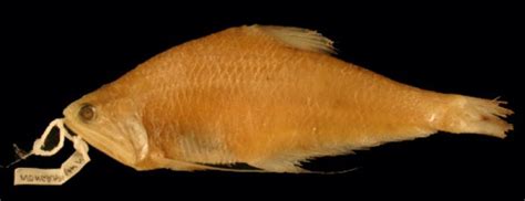 Setipinna Paxtoni Field Guide And Catalogues