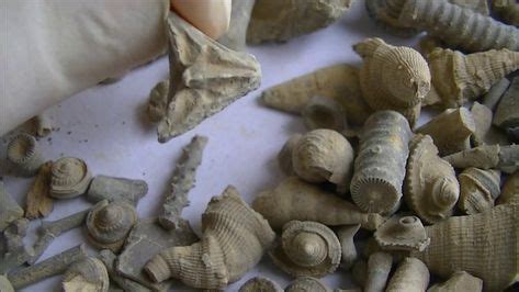 18 Texas Fossils Ideas Fossils Texas Fossil Hunting