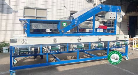 Hgb 8 Garlic Bulb Sorting Machine Best Garlic Machine