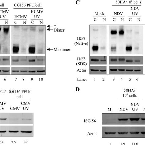 Irf3 Dimerization Is Required For The Activation Of Isg 56 Following