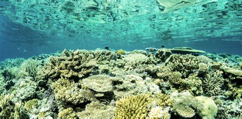 How We Found 112 Recovery Reefs Dotted Through The Great Barrier Reef