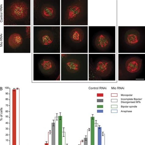 Bipolar Spindle Formation Is Delayed In Mio Depleted Cells A Control