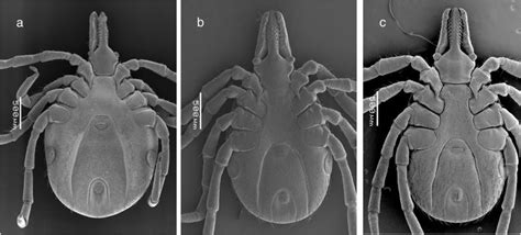 Ventral View Of Females Of Ixodes Spp From The Ixodes Ricinus Complex