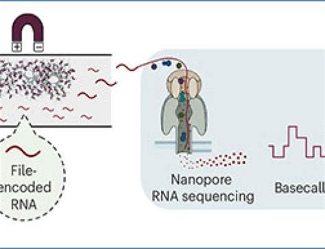 Notes On Single Cell Rna Seq Reveals Dynamic Random Monoallelic Gene