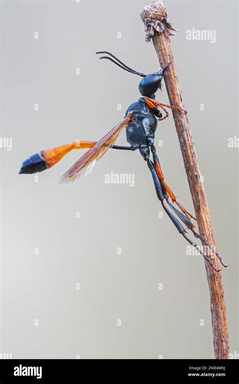 Red Banded Sand Wasp Ammophila Sabulosa Burrowing Wasp Sleeping