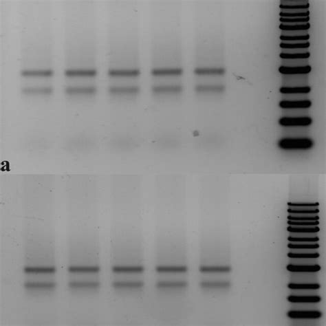 Activity Of Tomato Rna Digested By Dsn And Its Fusion With Hhh 2 Download Scientific Diagram