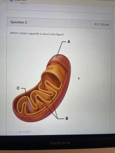 Quiz 2 Flashcards Quizlet
