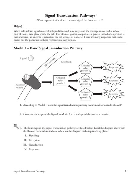 Signal Transduction Pathway Examples Tacticalkery