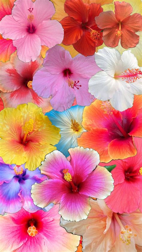 100 Hibiscus Aesthetic Wallpapers