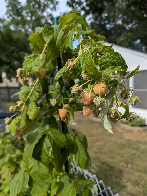 Fall Gold Raspberry Color General Fruit Growing Growing Fruit
