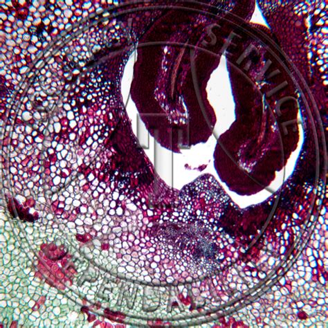 Pyrus Communis Fruit Prepared Microscope Slide