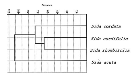 Phenogram Based On Upgma Method Download Scientific Diagram Phenogram Based On Upgma Method Download Scientific Diagram
