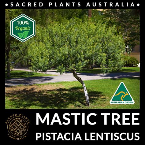 Mastic Tree Seeds Pistacia Lentiscus Sacred Plants Australia