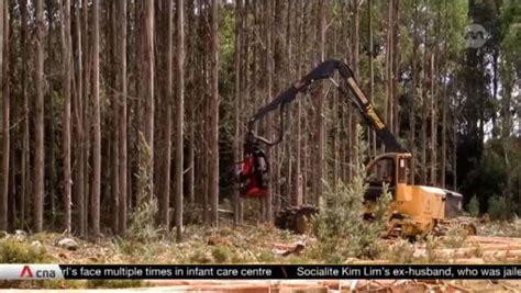 Logging Firm In Australia Explores Environment Friendly Options Video