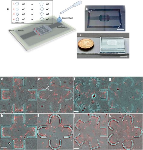 Design Of Microfluidic Devices A Sketch Of The Quasi 2d Hydrostatic