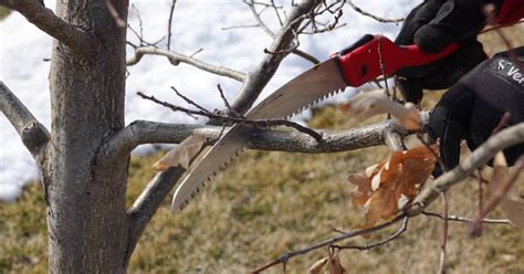 Pruning Oak Trees To Avoid Oak Wilt Iowa Public Radio