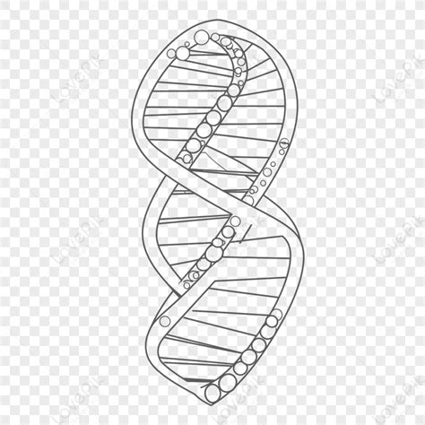 Dna Structure Coloring Pages [2025]