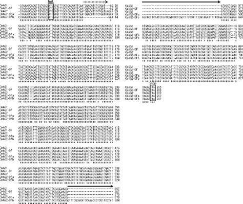 The Alignments Of Nucleotide Sequences Of Ag Homologous Genes In